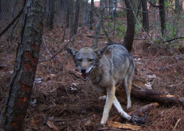 Officials on the Prowl for Coyotes After Sightings Reported | East ...