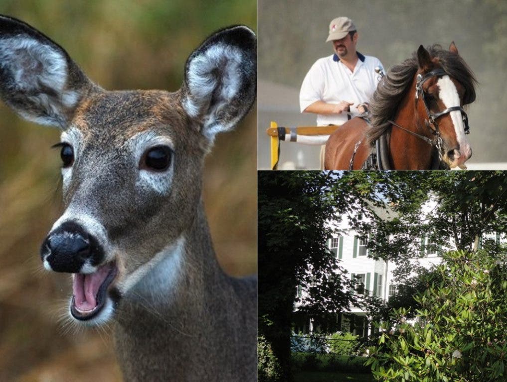 'These Crafty Deer Carry a Calendar' | Fairfield, CT Patch