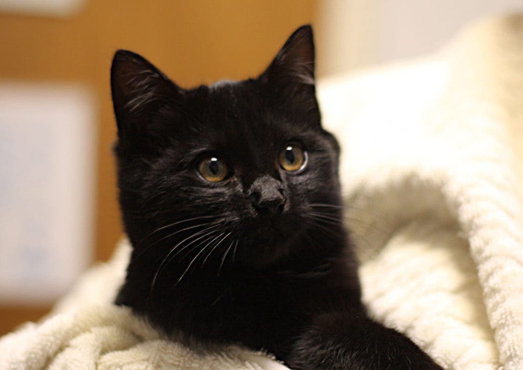 Seattle Humane's Black Friday Deal: Free Black Cats | Bellevue, WA Patch