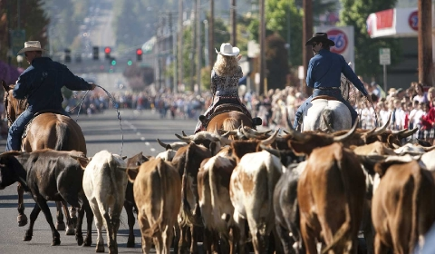 Washington State Fair Kicks Off With Cattle Drive Friday | Puyallup, WA ...