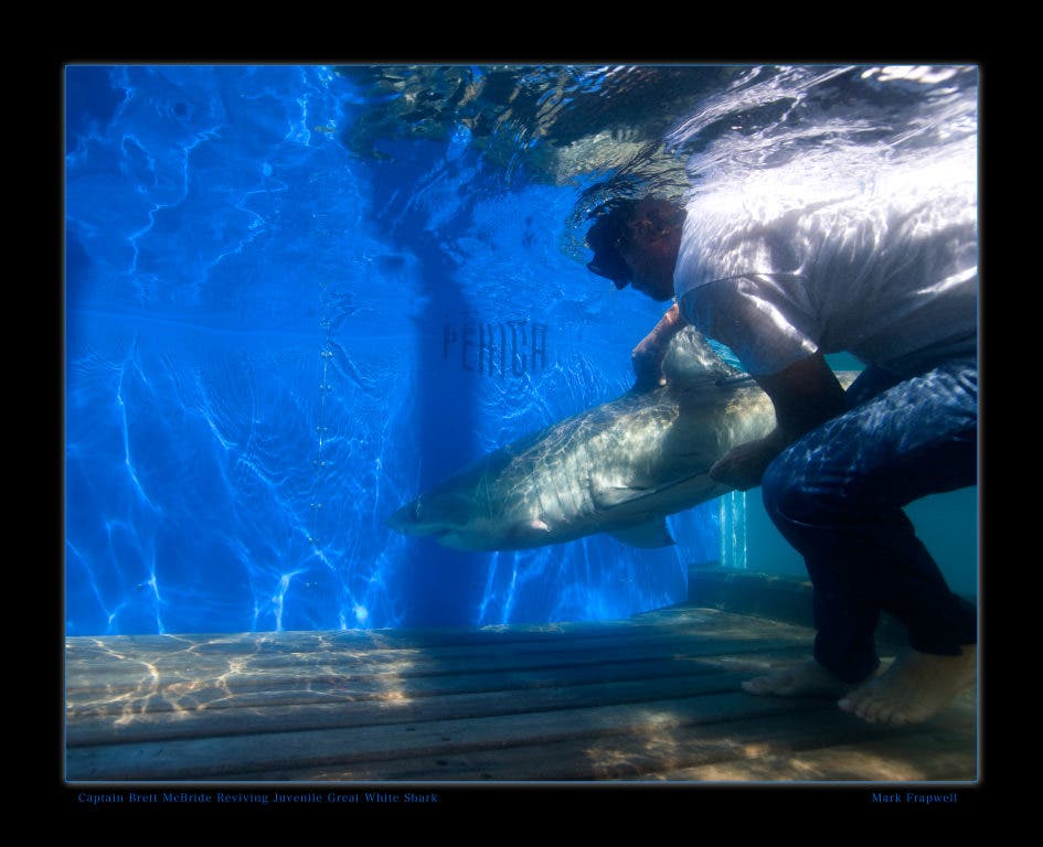 After the Wrangling's Done, This Shark Man Comes Home to Poway | Poway ...