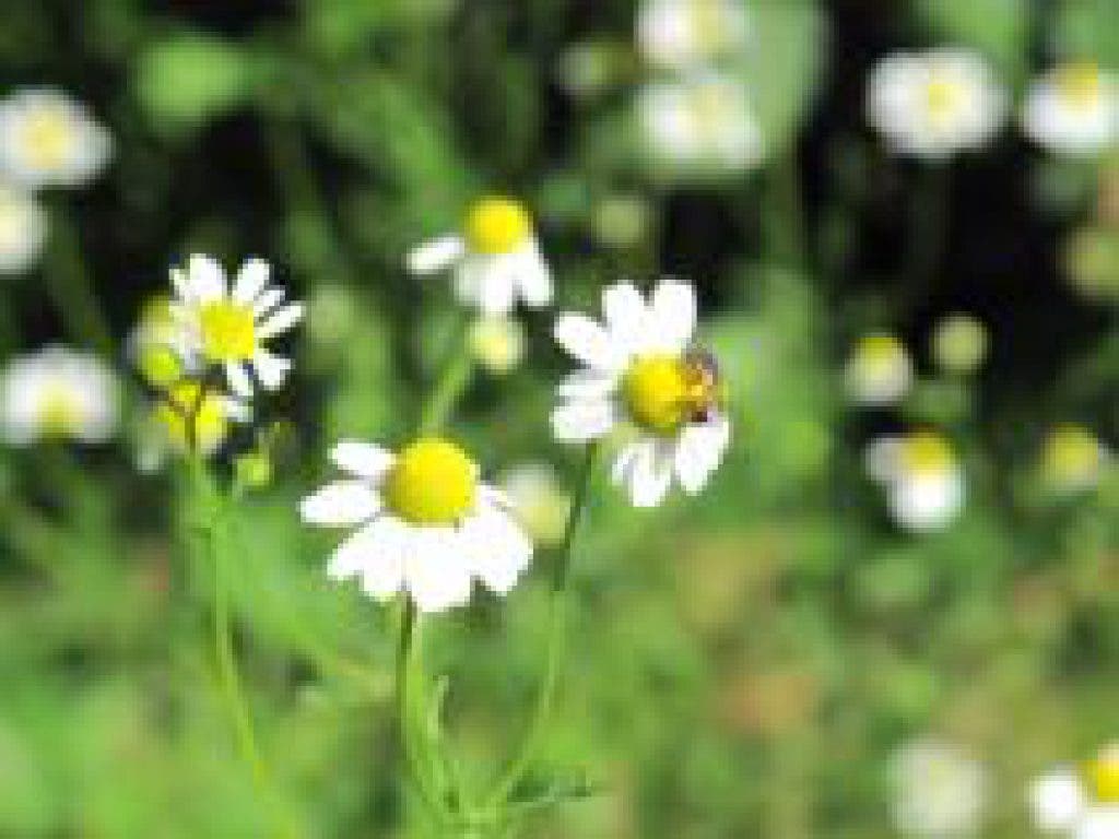 I'm Dreaming Of a Sweet Chamomile | Bethel, CT Patch