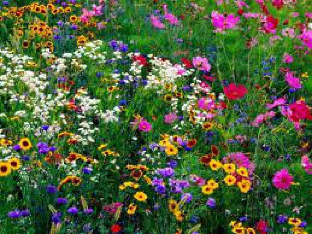 Wildflower Walk at Kellogg Center | Cheshire, CT Patch