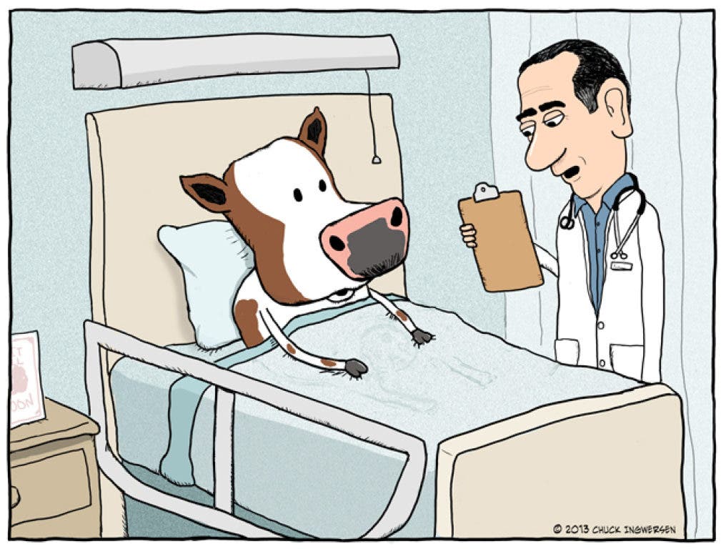 Add a Punchline to Our Cow Cartoon | Plainfield, IL Patch