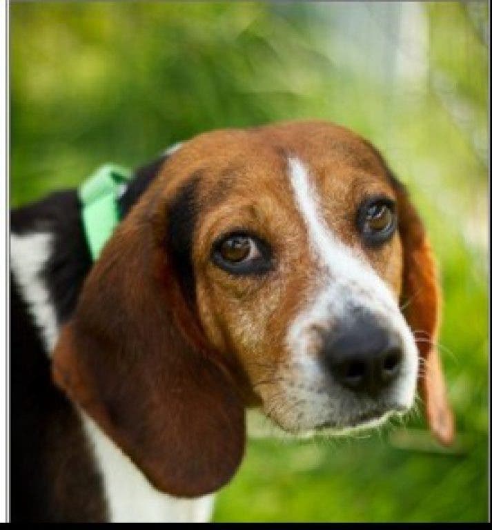 UPDATE: Missing Dog Found in Derry | Salem, NH Patch