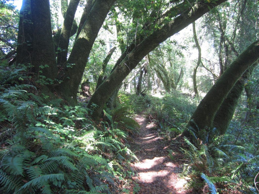 Climb to the Fire Lookout Atop Mt. Barnabe | Mill Valley, CA Patch