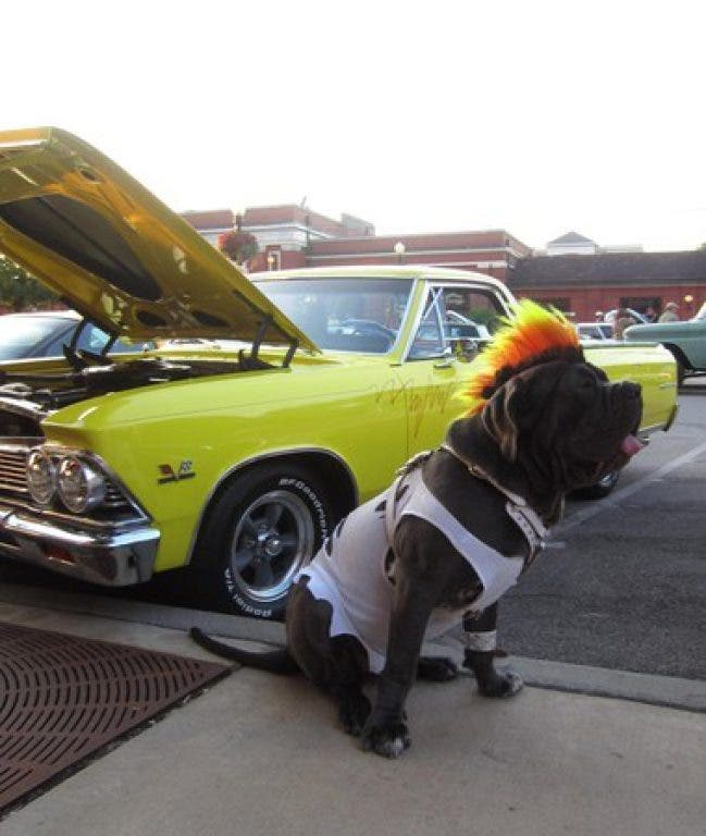 Puttin' on the Dog: Meet Rufio, the Pooch Who Loves Playing Dress-Up ...