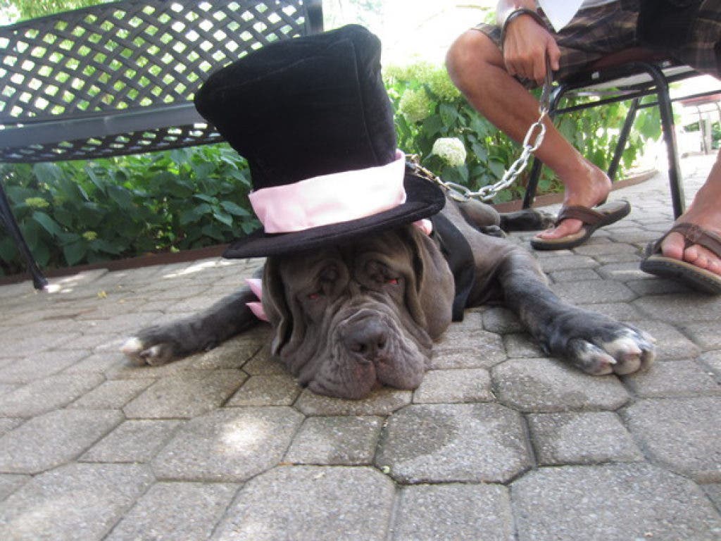Puttin' on the Dog: Meet Rufio, the Pooch Who Loves Playing Dress-Up ...