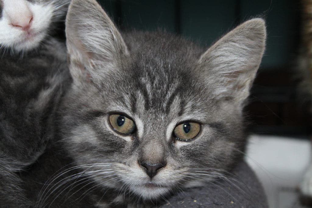 BCC Cats of the Week - Lots more Kittens to Love! | Branford, CT Patch