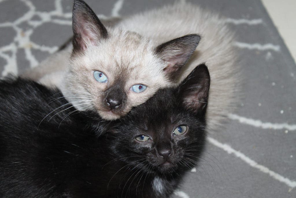 BCC Cats of the Week - Lots more Kittens to Love! | Branford, CT Patch