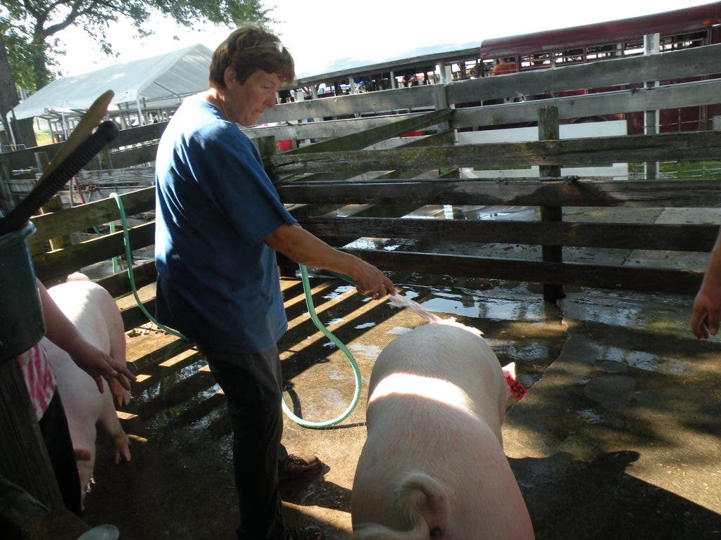 Bathing Pigs At McHenry County Fair Not An Easy Task | Huntley, IL Patch