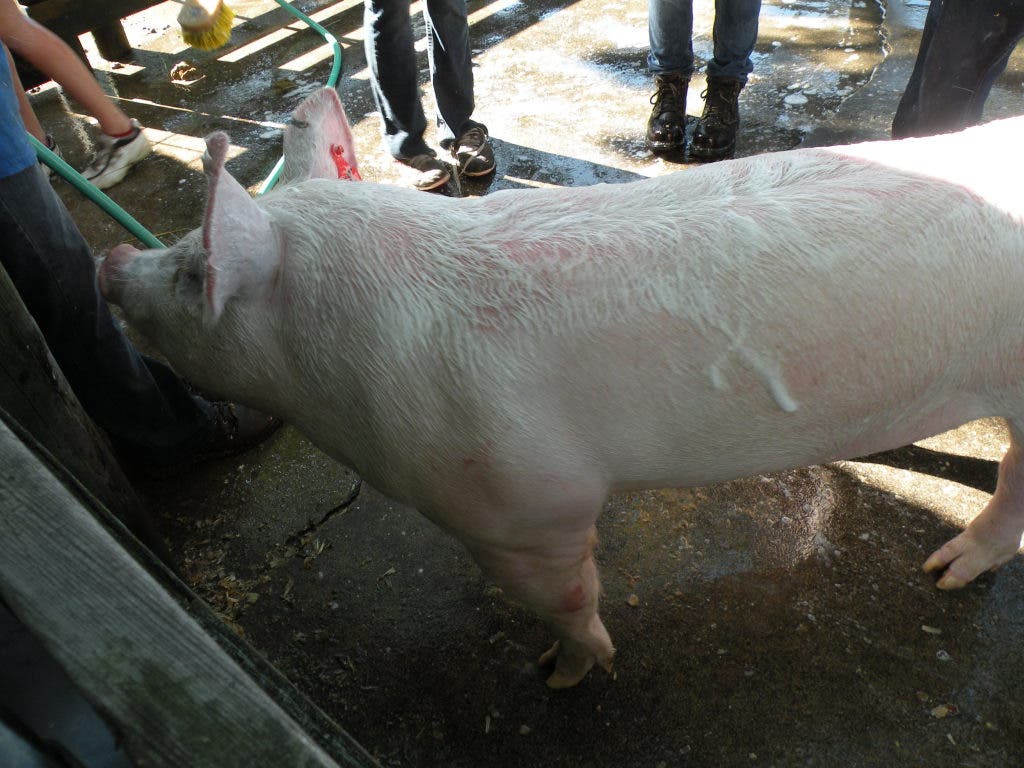 Bathing Pigs At McHenry County Fair Not An Easy Task | Huntley, IL Patch