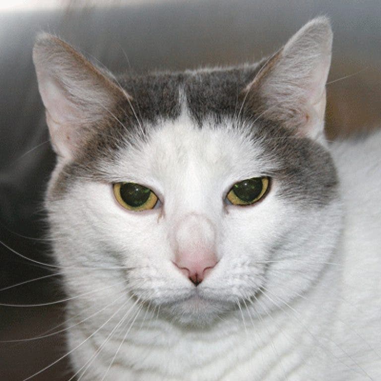 Humane Society Waiving Cat Adoption Fees Merrimack NH Patch