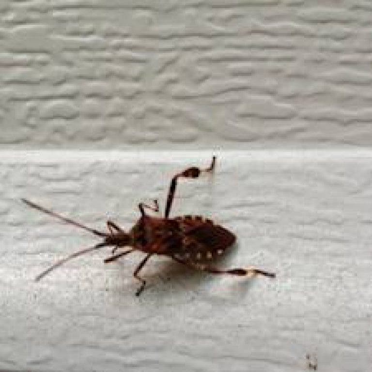 Are 'Stink Bugs' Invading New Hampshire? | Bedford, NH Patch