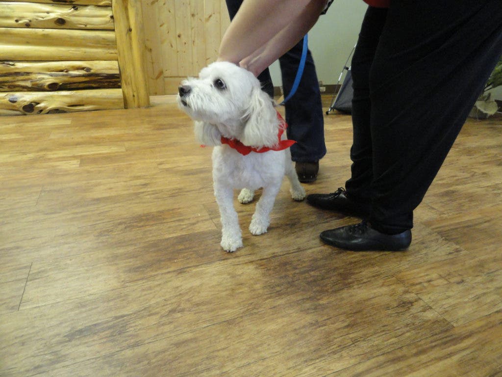 Friends Salute Winston, The Lost Cockapoo That Found His Way Home ...