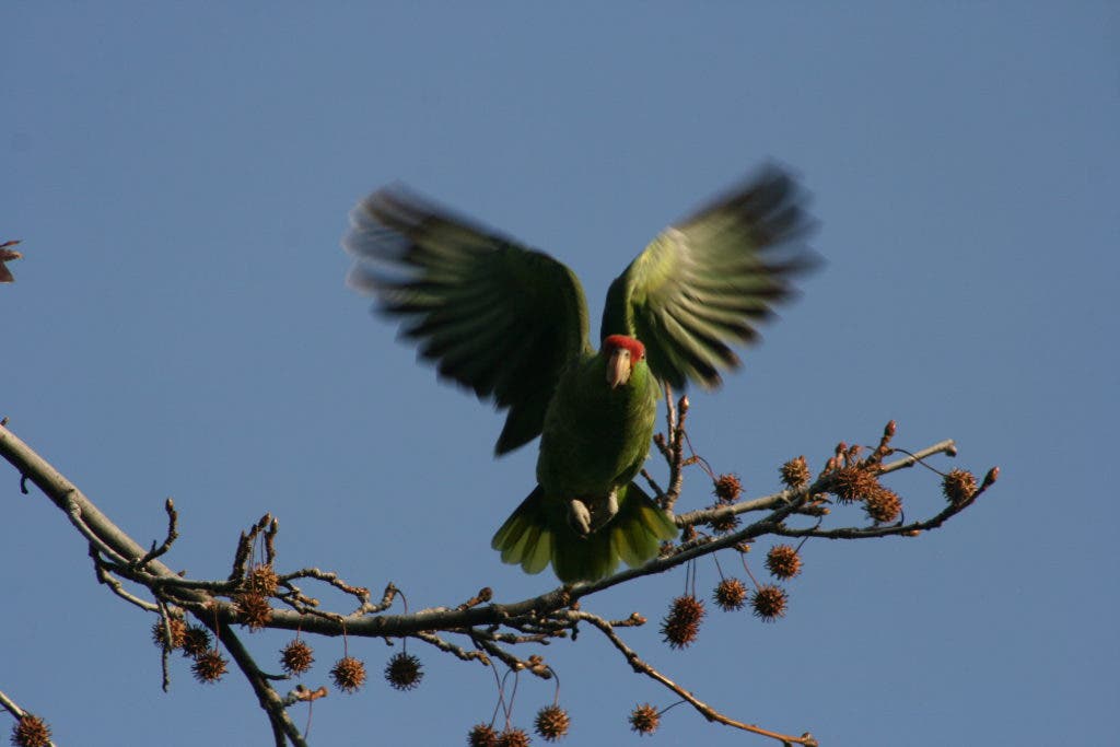 Is Eagle Rock the New Abode for Wild Parrots? | Eagle Rock, CA Patch