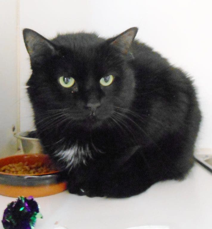 Meet Rosey at the Concord-Merrimack County SPCA | Concord, NH Patch