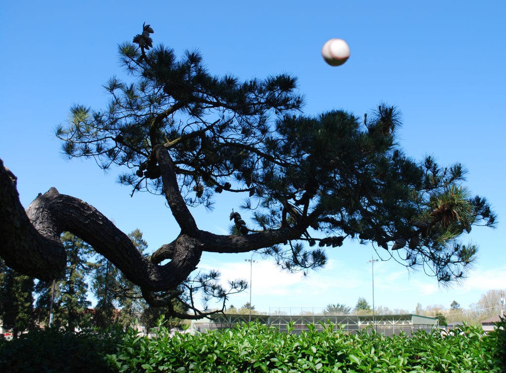 Play Ball with the Giant Baseball Tree | Burlingame, CA Patch