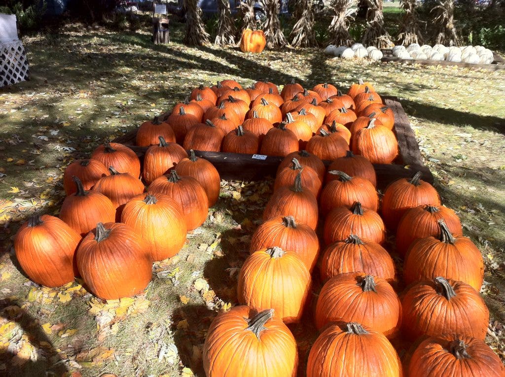 Pick the Perfect Pumpkin, Part II | Joliet, IL Patch