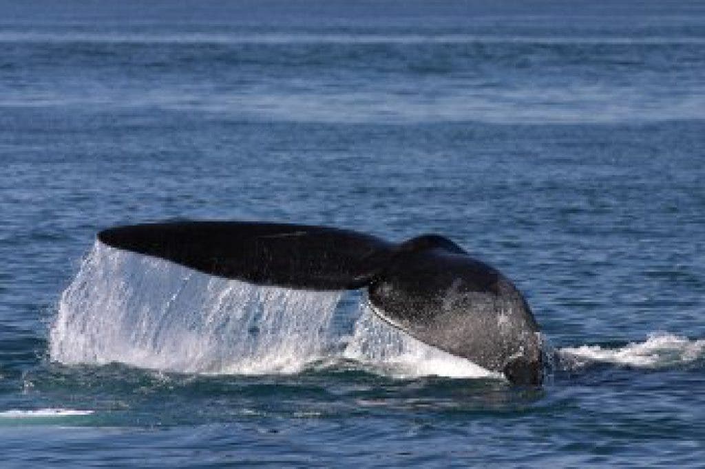 Rare Right Whales Sighted Near Martha's Vineyard | Martha's Vineyard ...