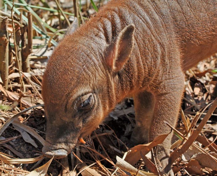 Riverbanks Zoo Welcomes Baby Babirusa | Columbia, SC Patch