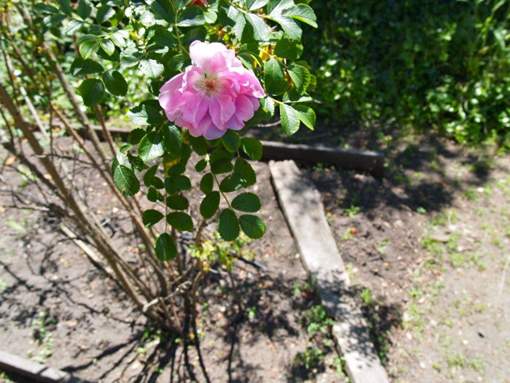 Berkeley Rose Garden Needs a Little Help from Its Friends | Berkeley ...