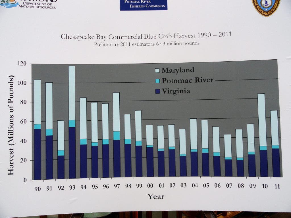 Blue Crab Population Reaches 19-Year High | Edgewater, MD Patch