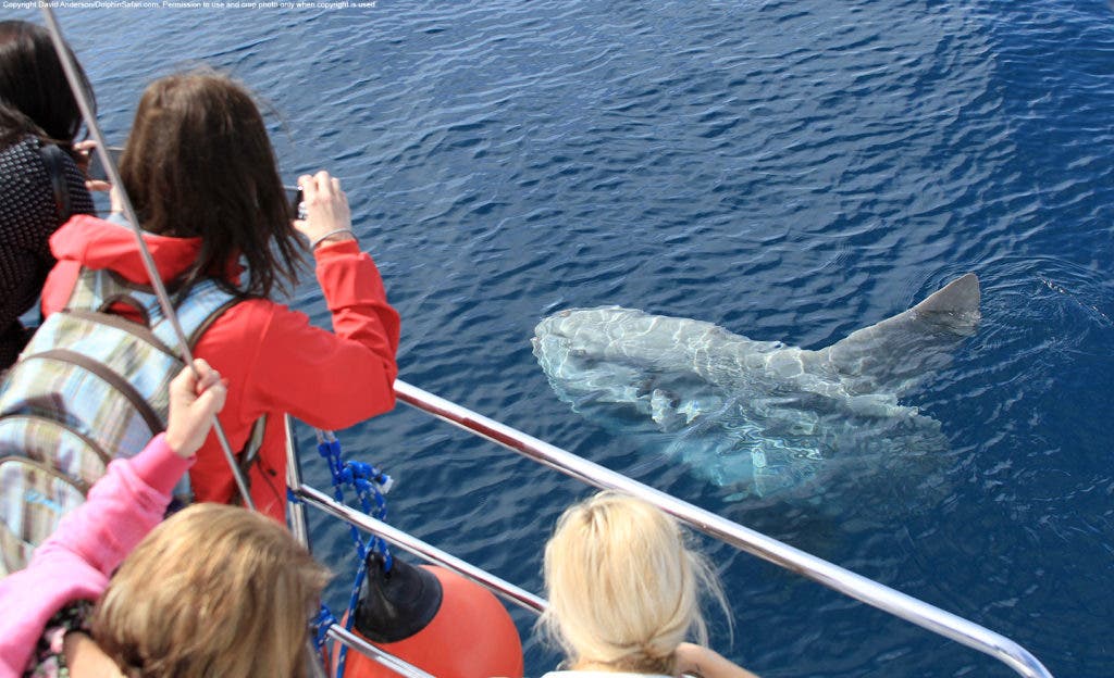 Giant Ocean Sunfish Mugs for Dana Point Whale Watching Passengers ...