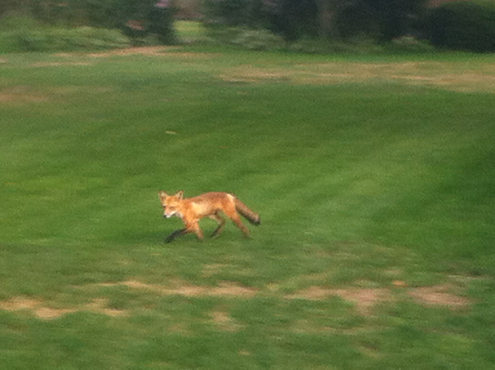 Red Fox Sighting In Blue Point | Sayville, NY Patch