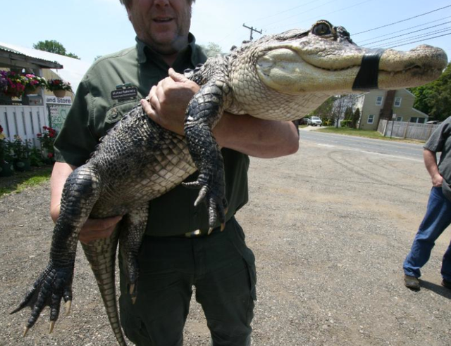 6-Foot Alligator Turned Over to SPCA | Southampton, NY Patch