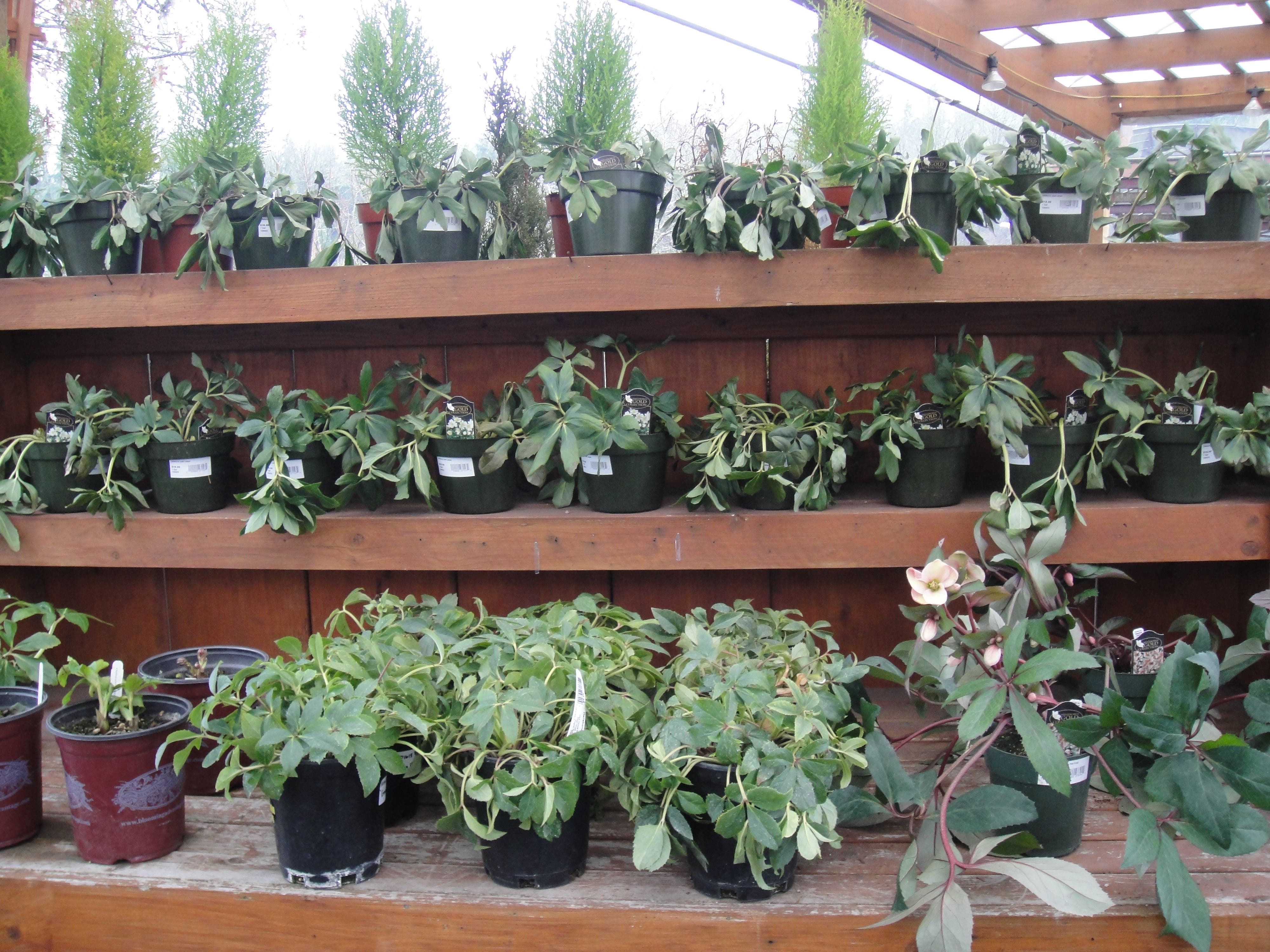 Redmond Patch Picks: Spring Into Gardening | Redmond, WA Patch