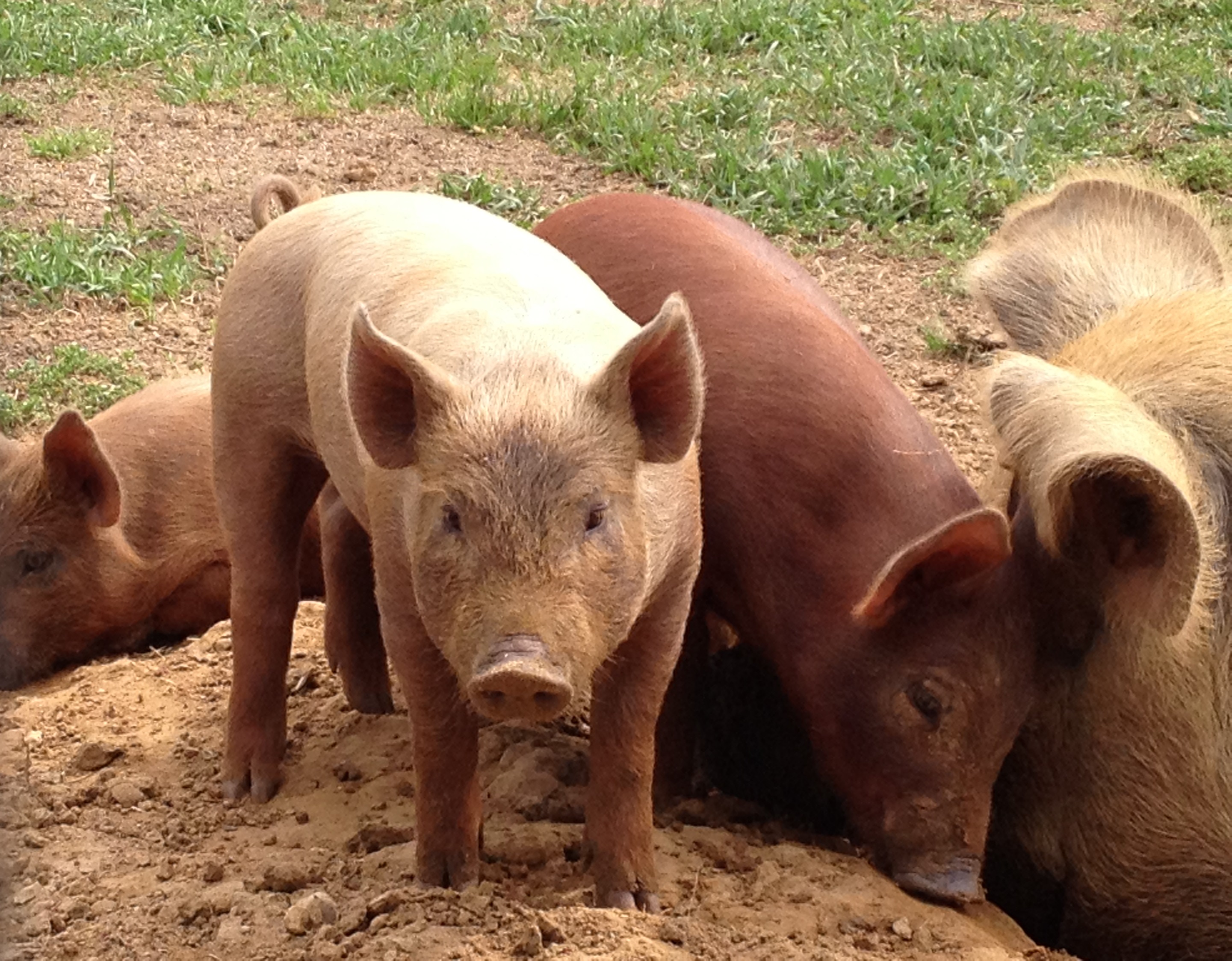 Featured Farm: P.A. Bowen Farmstead, Brandywine | Upper Marlboro, MD Patch
