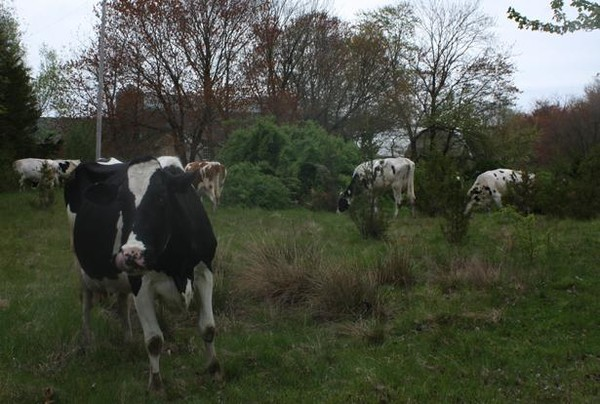 Bailey Farm Named Best Dairy Farm In R.I. | East Greenwich, RI Patch