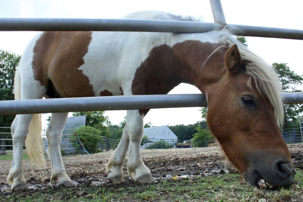 Photos of the Day: Tamarack Stables | Lorton, VA Patch