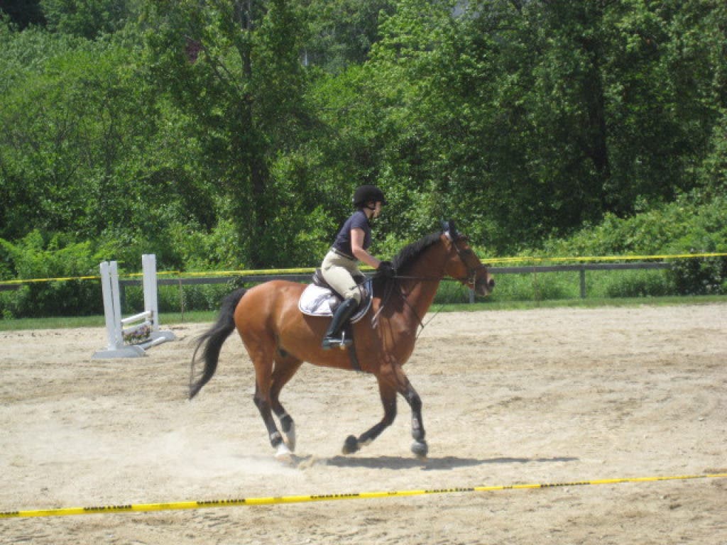 Informal Horse Show at Volo Farms | Westford, MA Patch