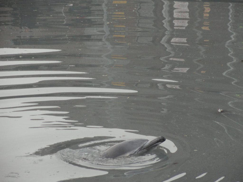 UPDATE: Dolphin Trapped in Gowanus Canal Has Died | Park Slope, NY Patch