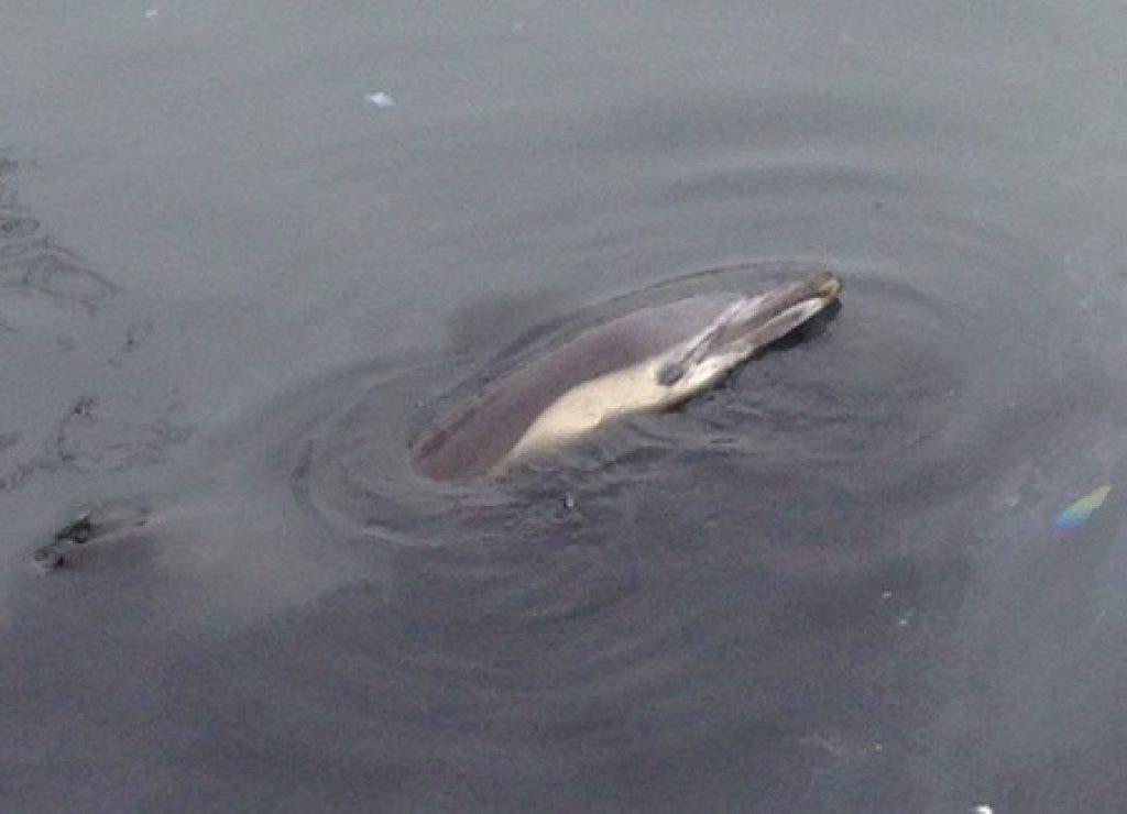 UPDATE: Dolphin Trapped in Gowanus Canal Has Died | Park Slope, NY Patch