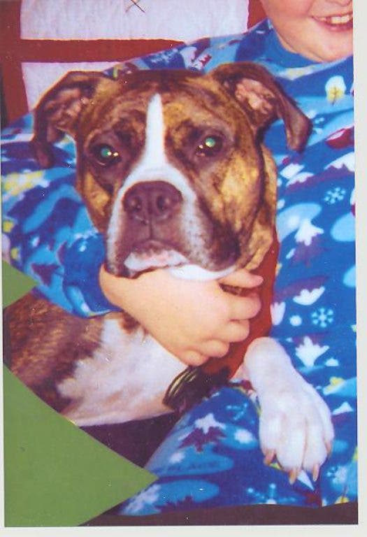 Beloved Boxer Lost | East Meadow, NY Patch