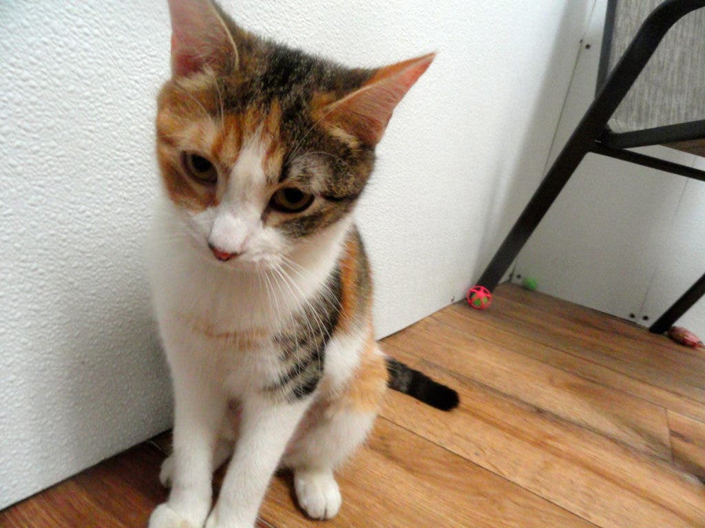 Adoptable Cat of the Week: Calico Kittens Ready to Go Home. | Bradenton ...