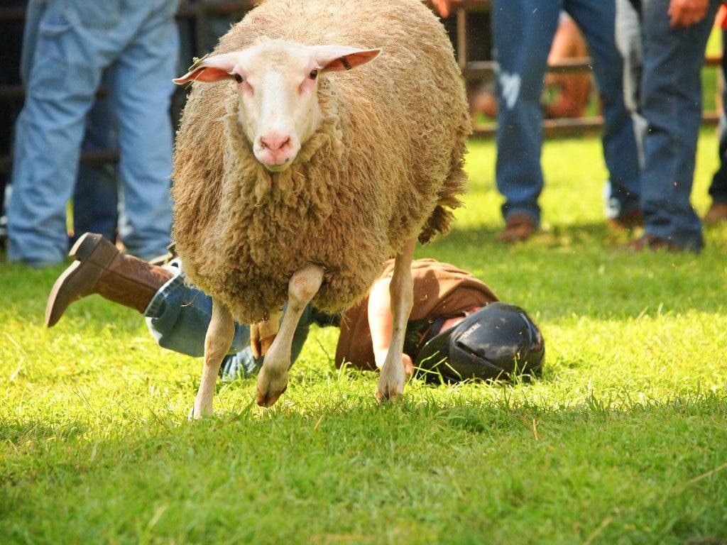 Photos: Mutton Bustin' Sheep Riding Contest | Burnsville, MN Patch