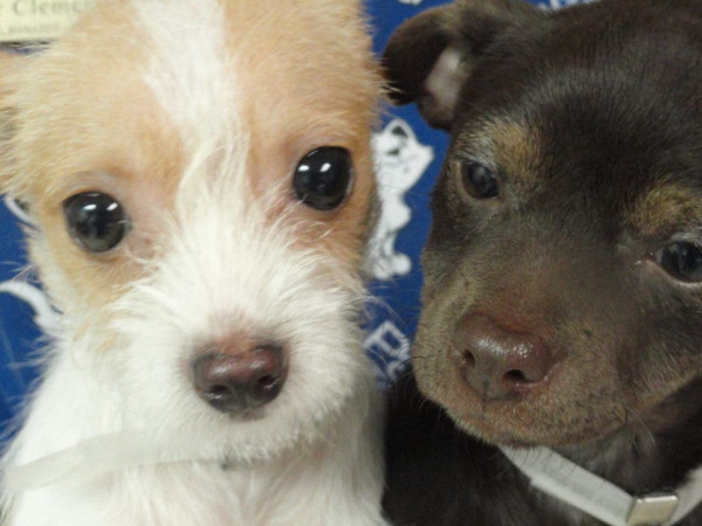 It's Raining Puppies at SPCA Tampa Bay | Largo, FL Patch