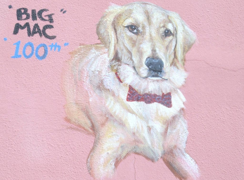 Murals for Mutts Artist Anna Hamilton to Paint 100th Pet for Charity ...