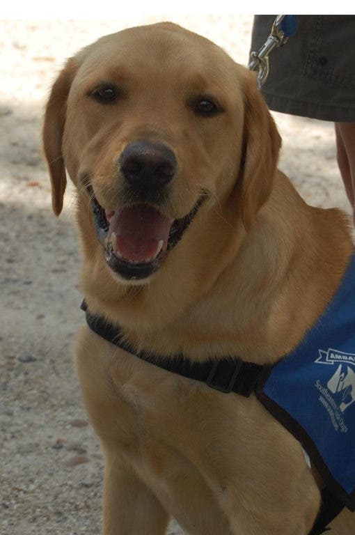 Southeastern Guide Dogs Relies on Volunteers | Sarasota, FL Patch
