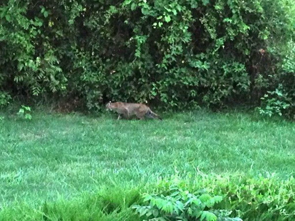 Another Documented Spotting of Waterford's Big Cat | Waterford, CT Patch