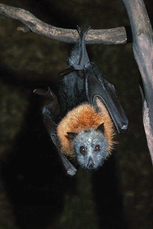 Health Department: Don't Touch Bats! | Naperville, IL Patch