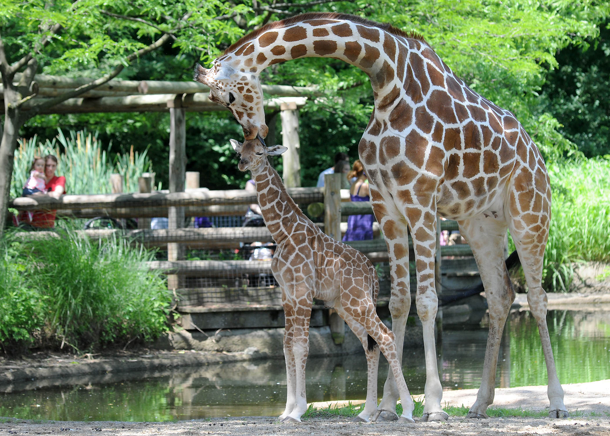 Brookfield Zoo Welcomes Baby Giraffe (PHOTOS) | La Grange, IL Patch