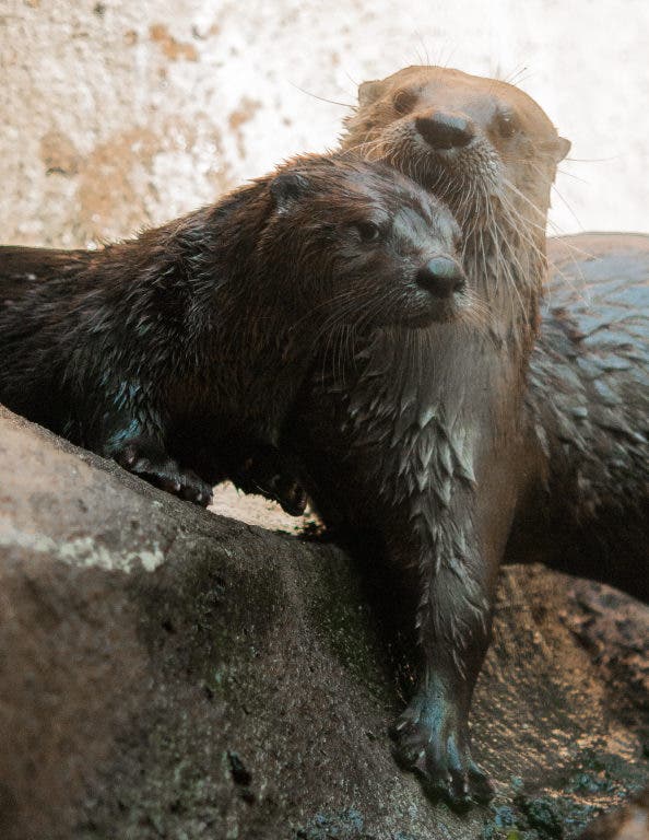 North American River Otter Pups Make Their Detroit Zoo Debut ...