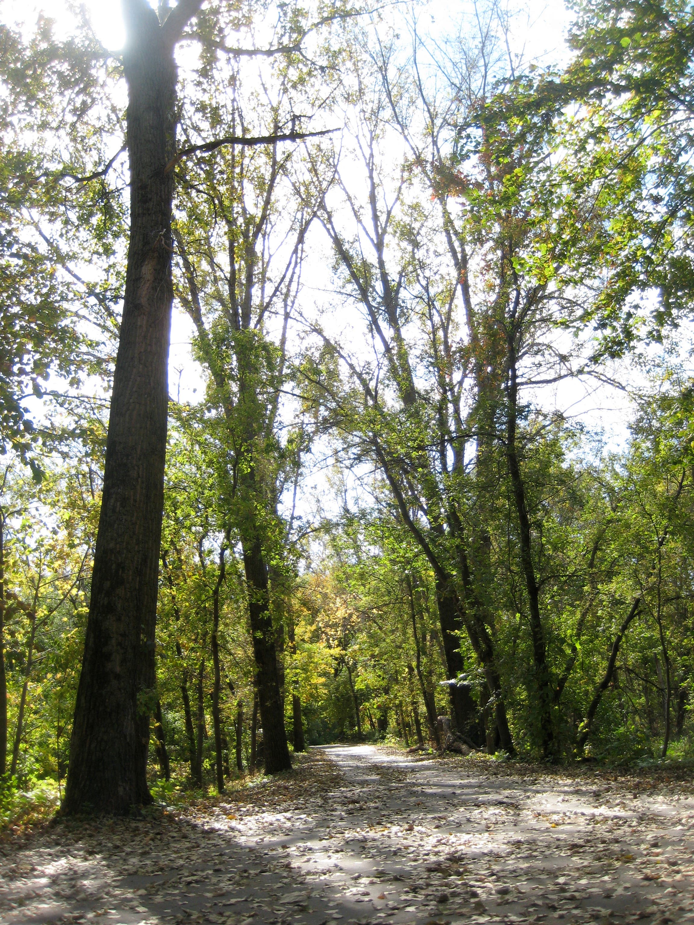 Minnetonka Named Tree City USA | Minnetonka, MN Patch