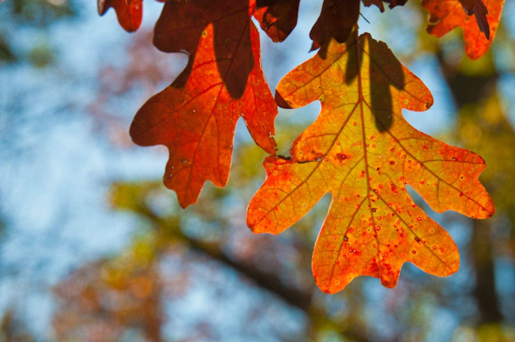 PHOTOS: Ashburn's Fall Colors | Ashburn, VA Patch