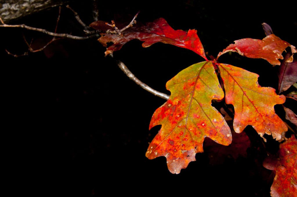 PHOTOS: Ashburn's Fall Colors | Ashburn, VA Patch